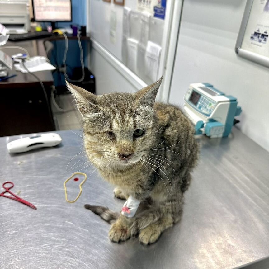 Кот ищет дом