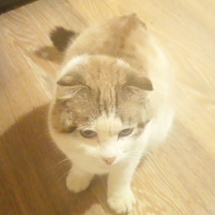 Взрослый кот в добрые руки