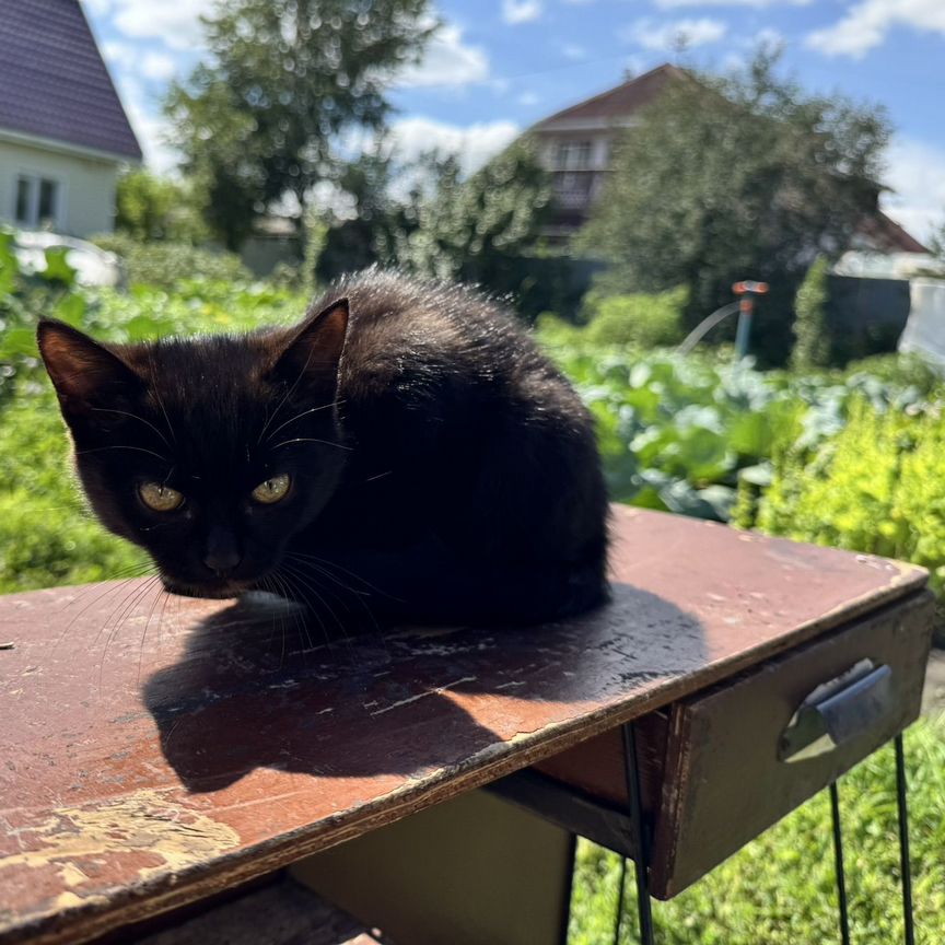 Черный котик