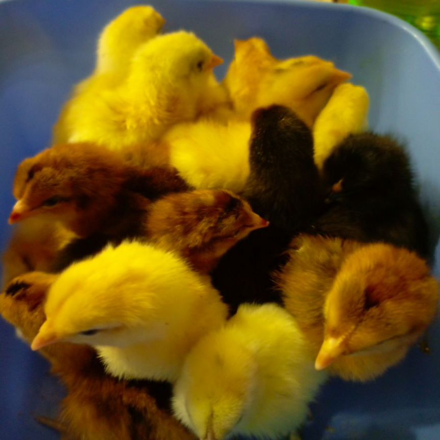Цыплята несушки