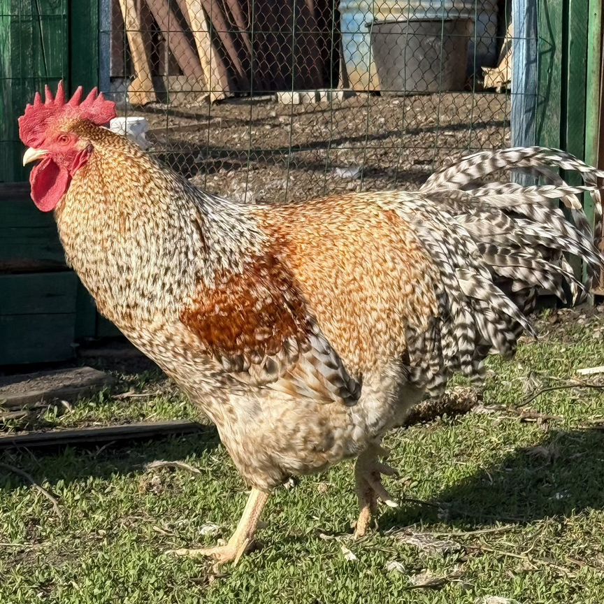 Куры билефельдер криль