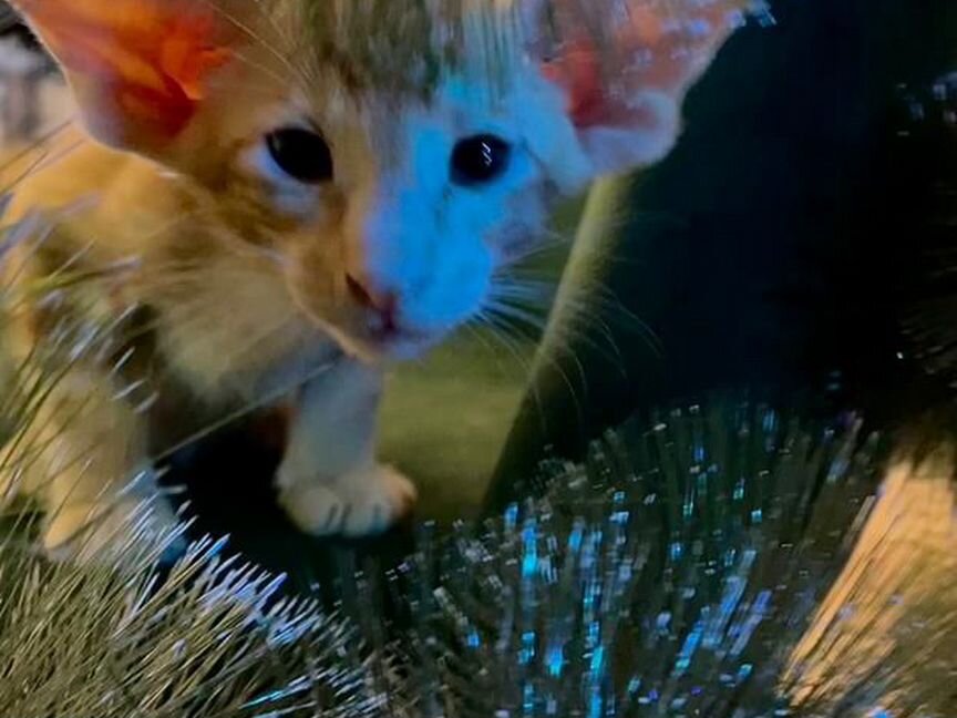 Ориентальные котята