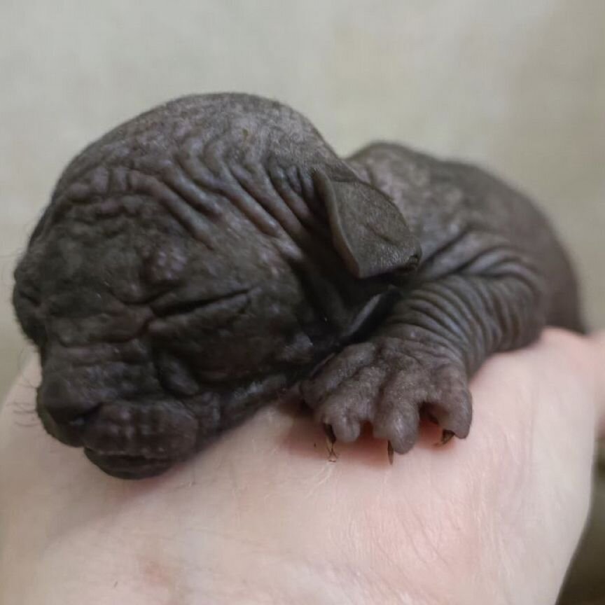 Донской сфинкс котёнок