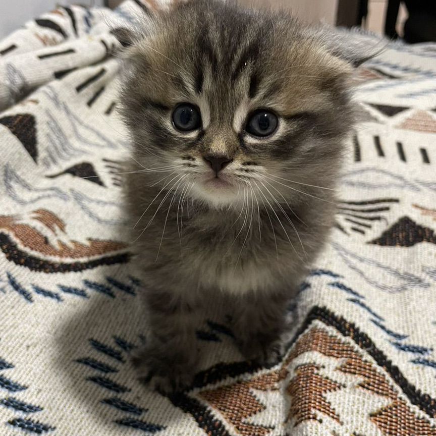 Турецкая ангора котёнок