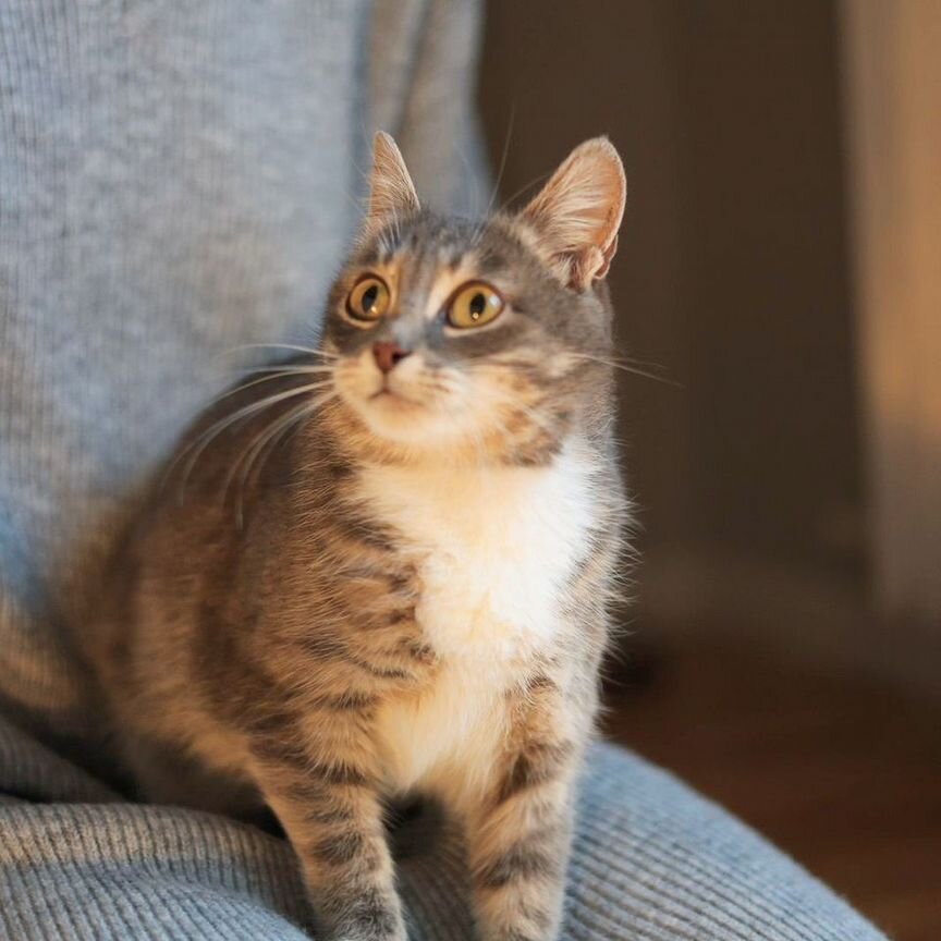 Ласковая кошечка Лея в поисках дома