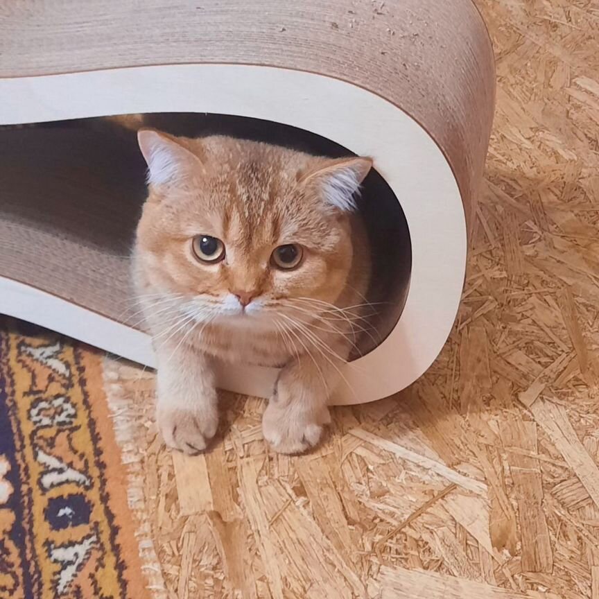 Кот для случки Пермь