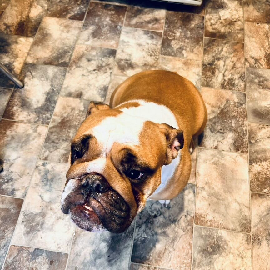 Английский бульдог в добрые руки