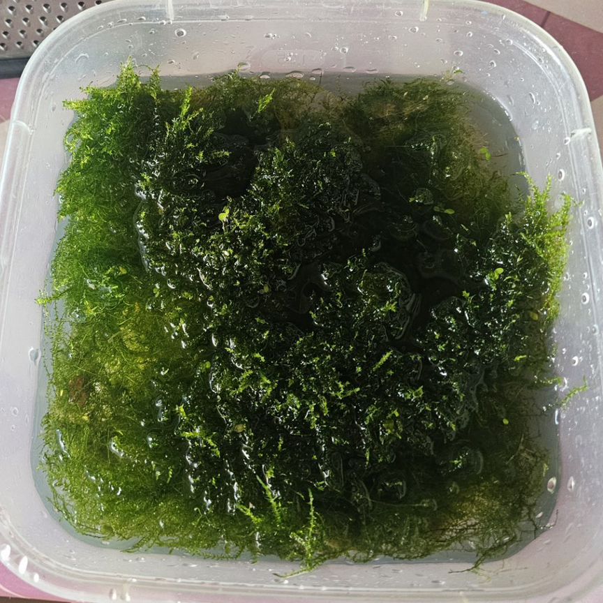 Мох для аквариума