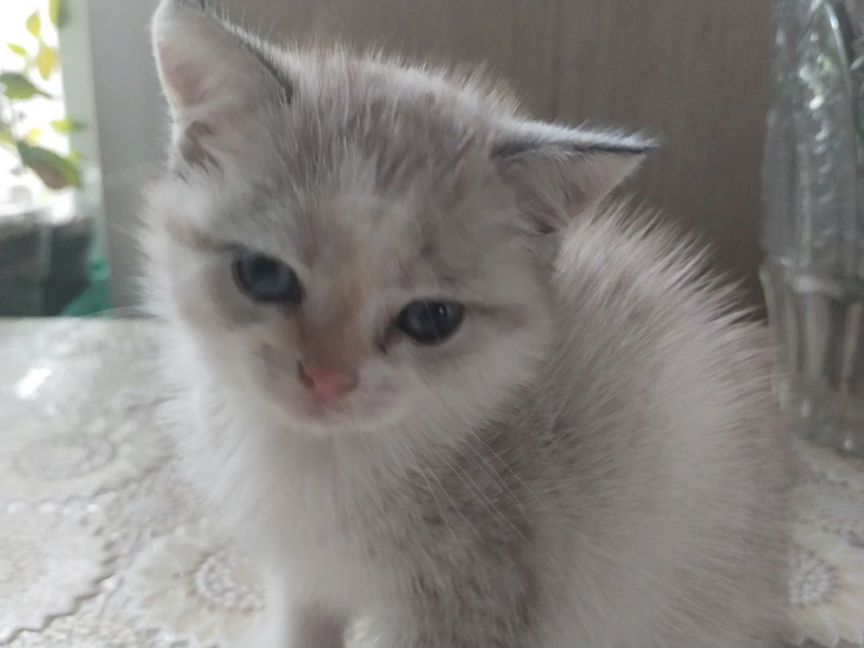 Кошки в добрые руки бесплатно