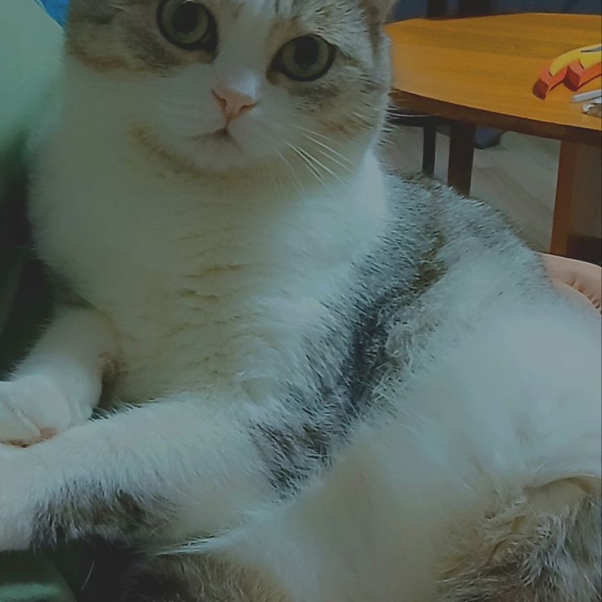 Вязка британских кошек