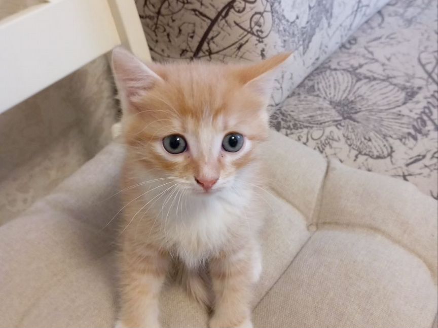 Котик