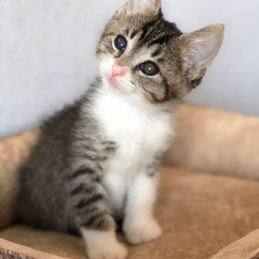 Котёнок Зефир