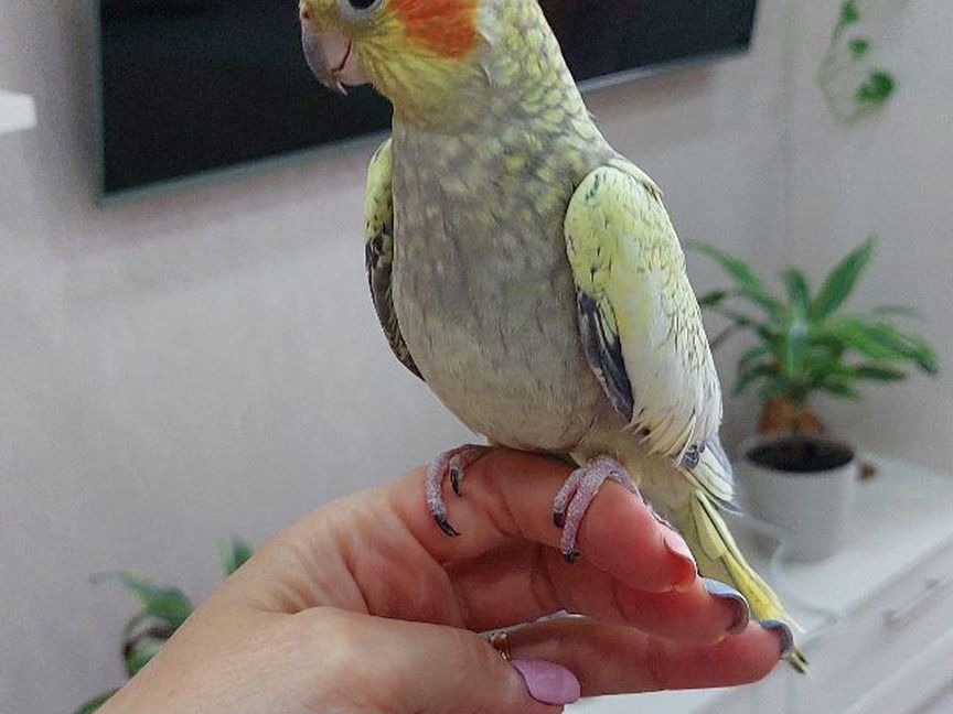 Попугай корелла и клетка