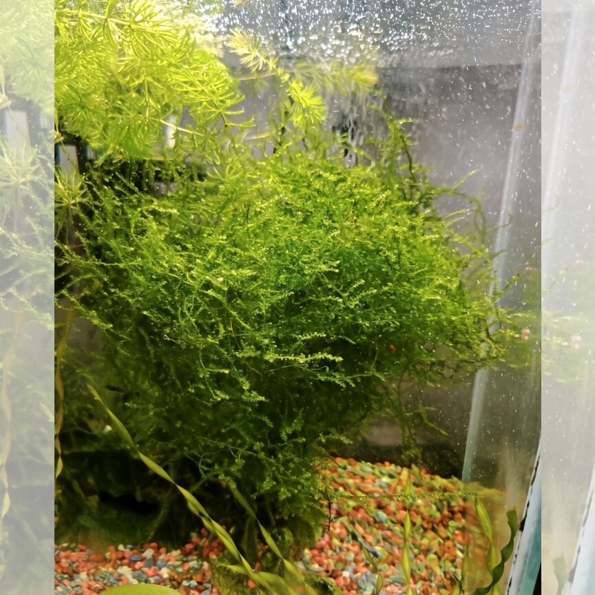 Яванский мох