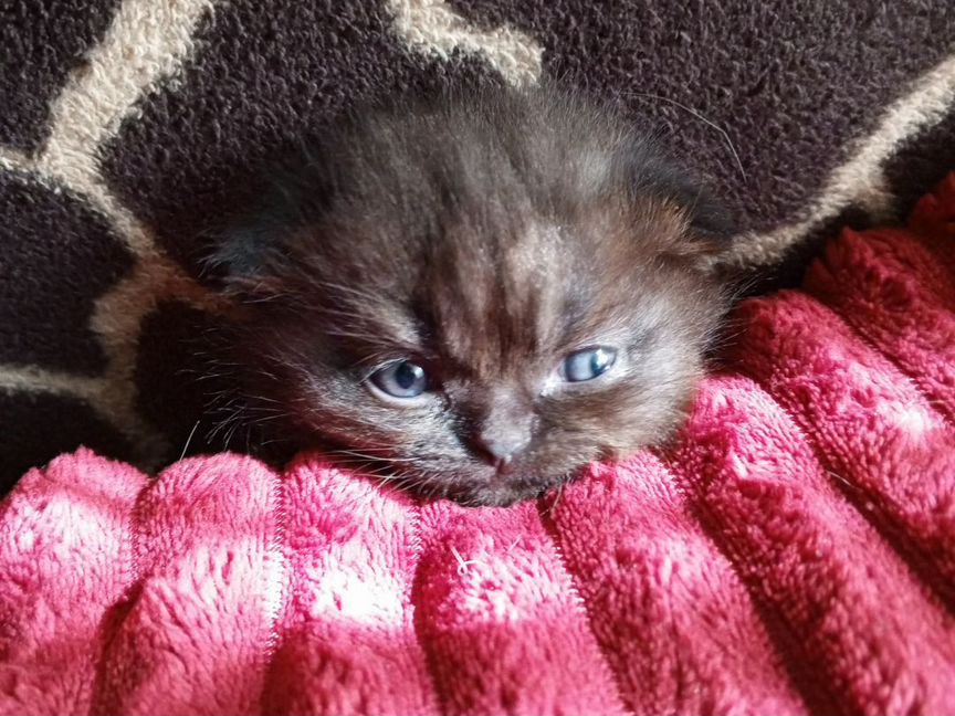 Черный котенок вислоухий