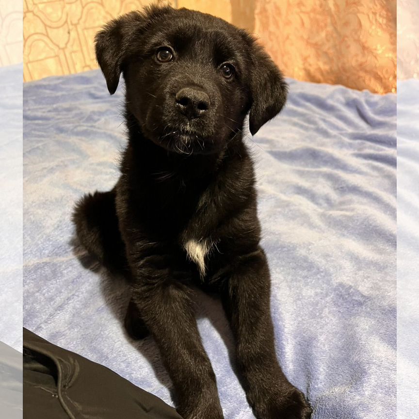 Щенок в добрые руки