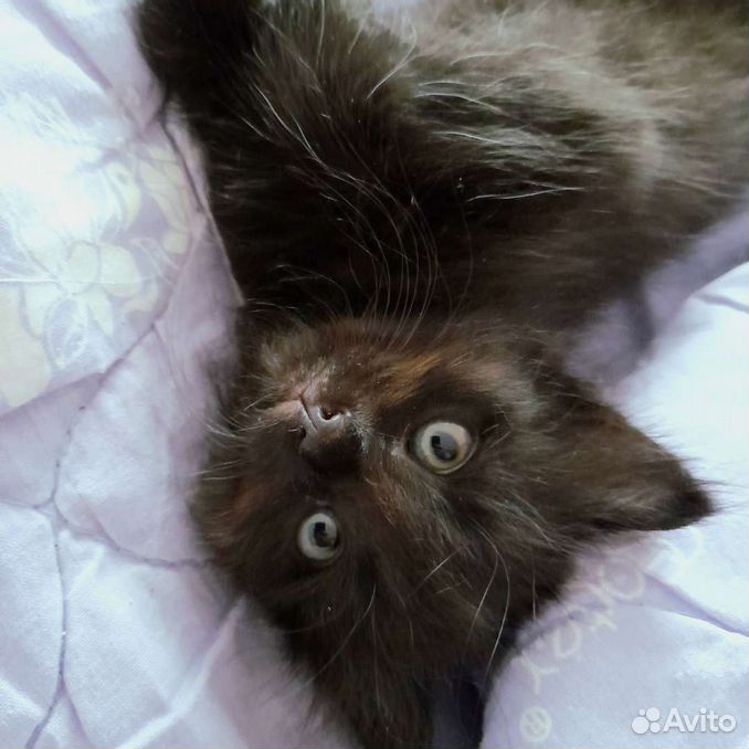 Злата -котенок, 1,5 мес