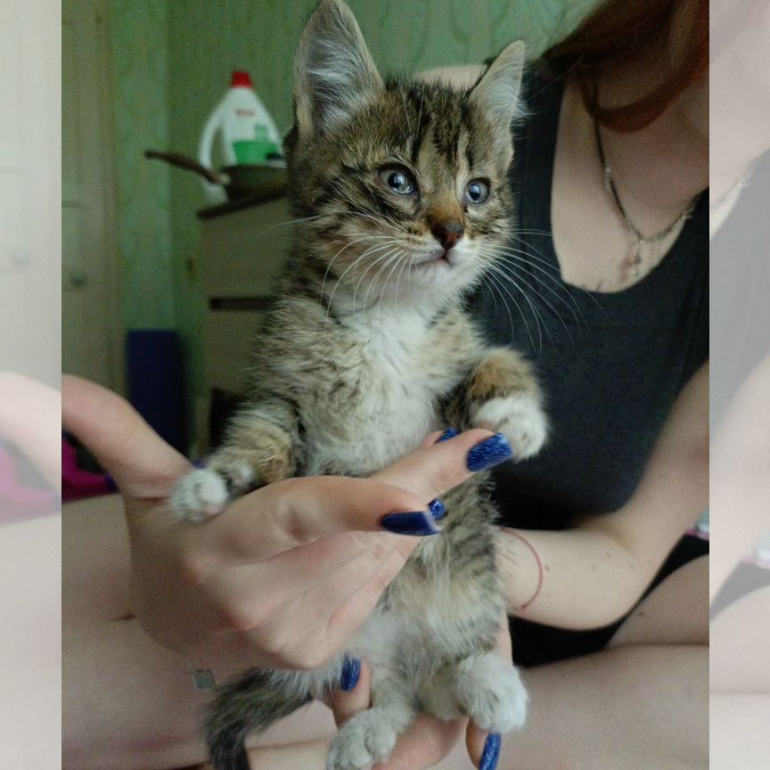 Мейн-кун котёнок