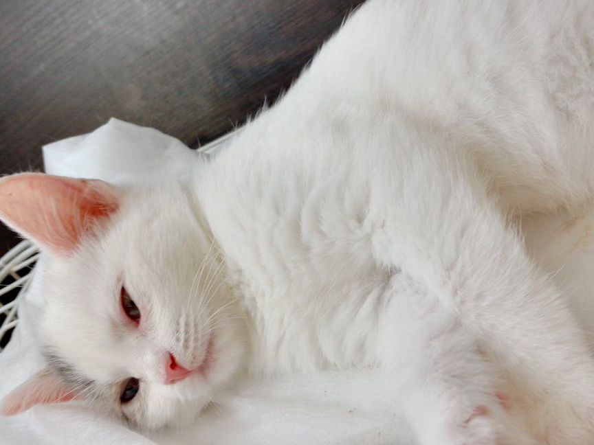 Красивые котята бесплатно котик и кошечки