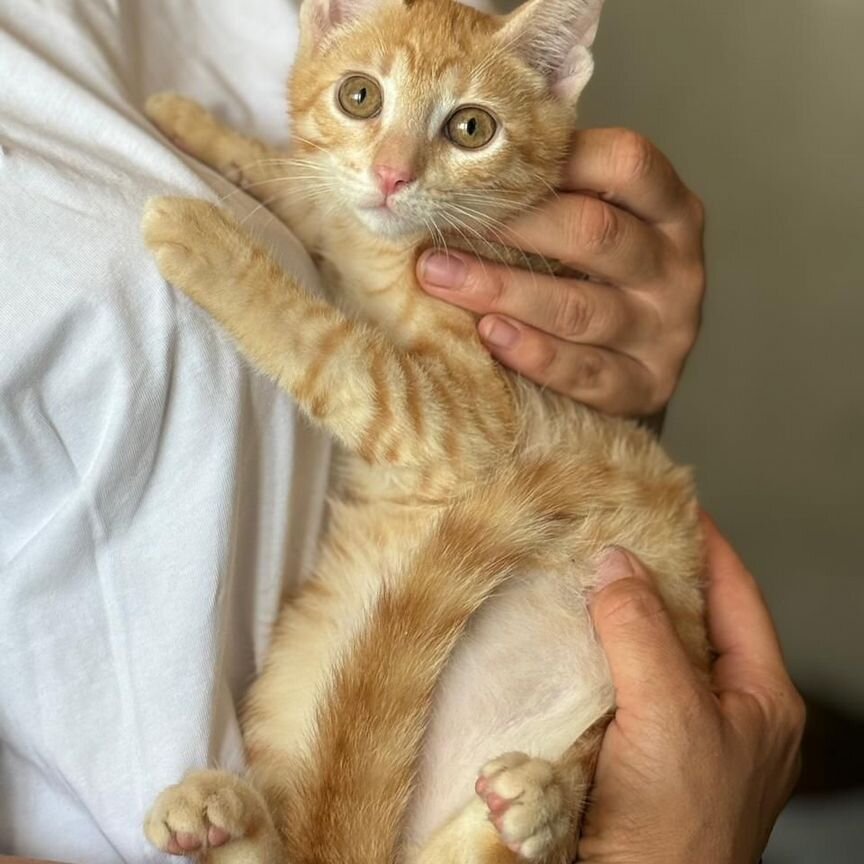 Котенок в добрые руки