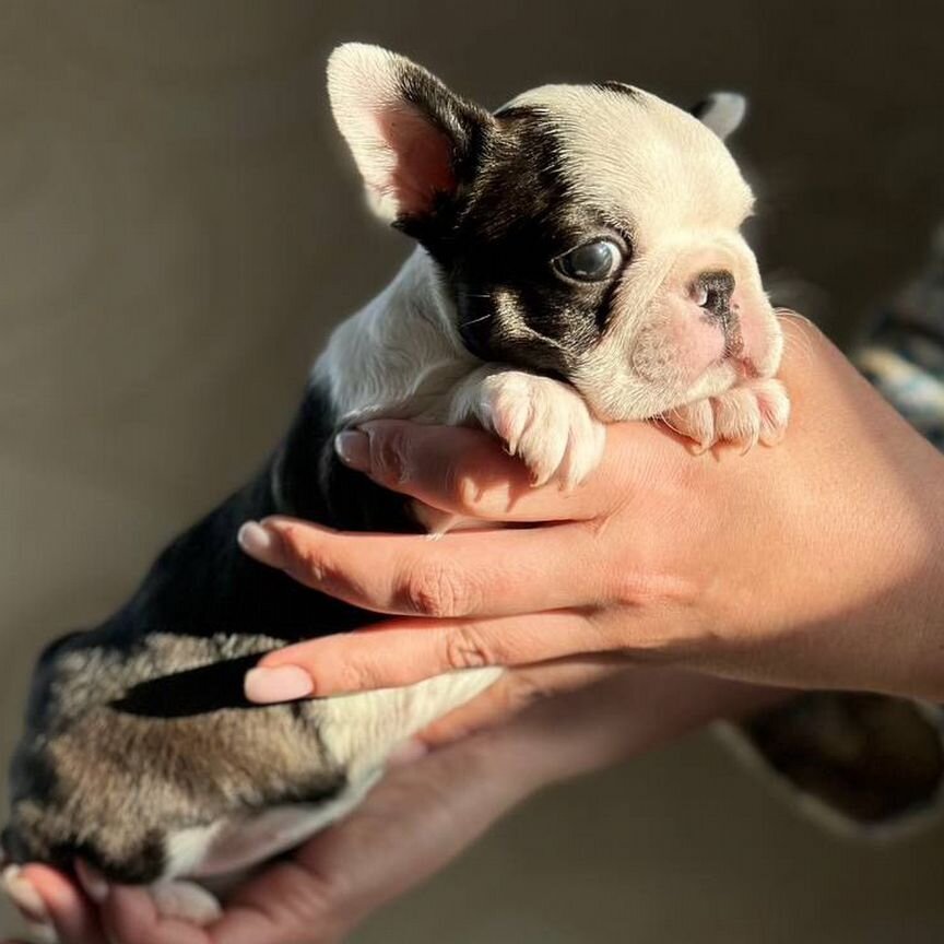 Бостон-терьер, щенок