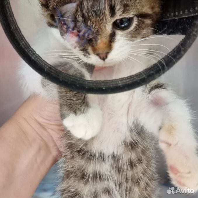 Котенку Джеки нужна передержка или сразу дом
