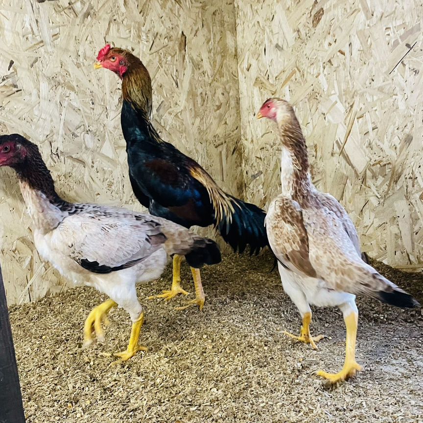 Бойцовая порода О шамо, инкубационные яйца