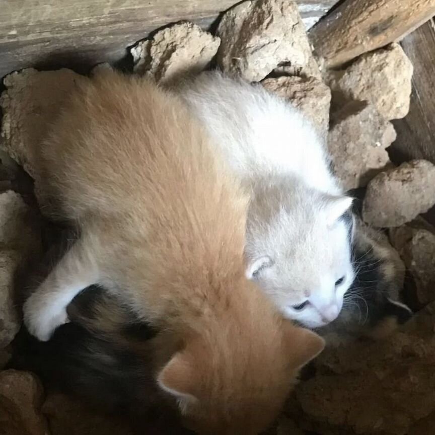 Котята в добрые руки даром бесплатно