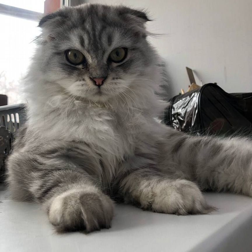 Шотландский вислоухий длинношёрстный котёнок