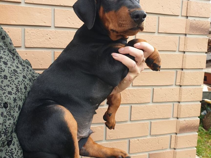 Немецкий пинчер