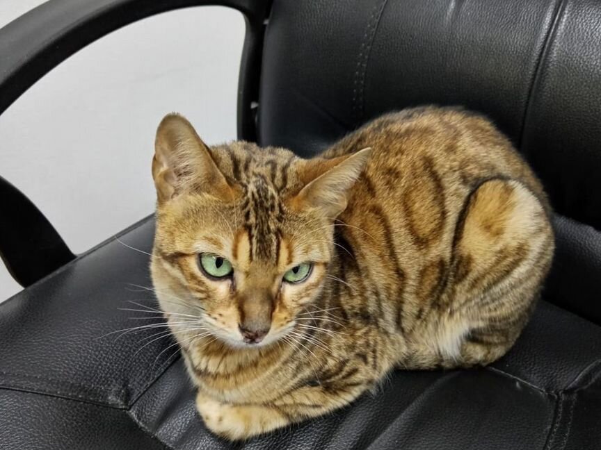 Бенгальская кошка бесплатно