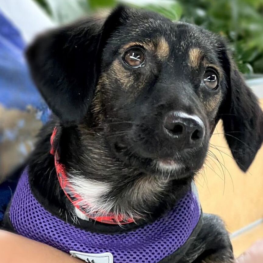 Маленькая собачка в добрые руки