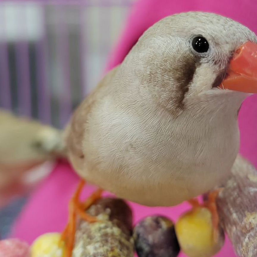 Зебровые амадины