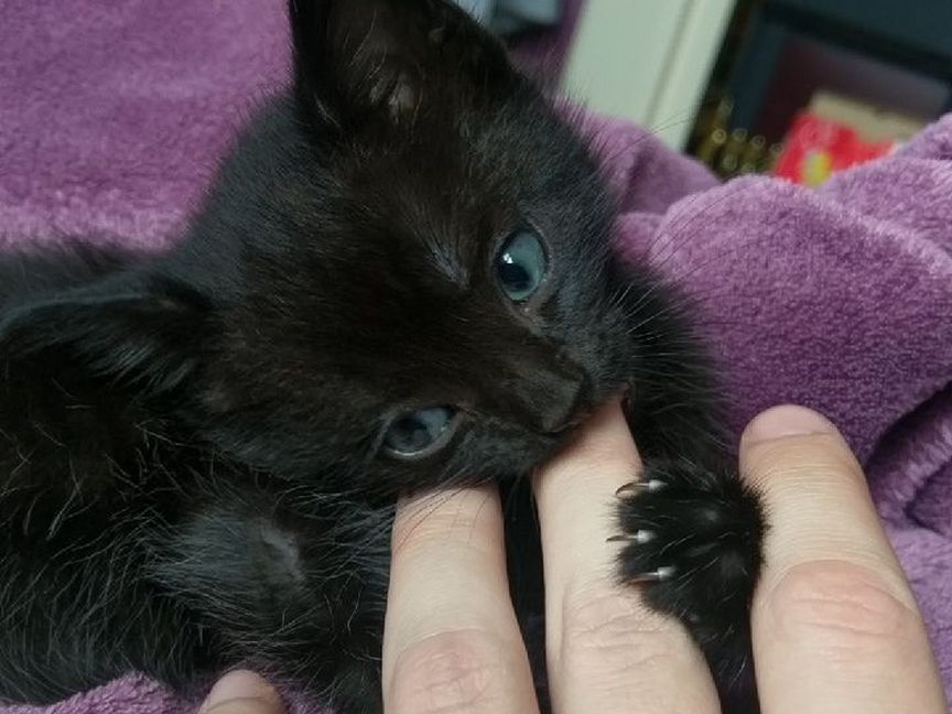 Черный голубоглазый котёночек,домашний