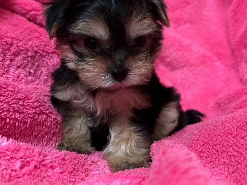 Йорики малютки