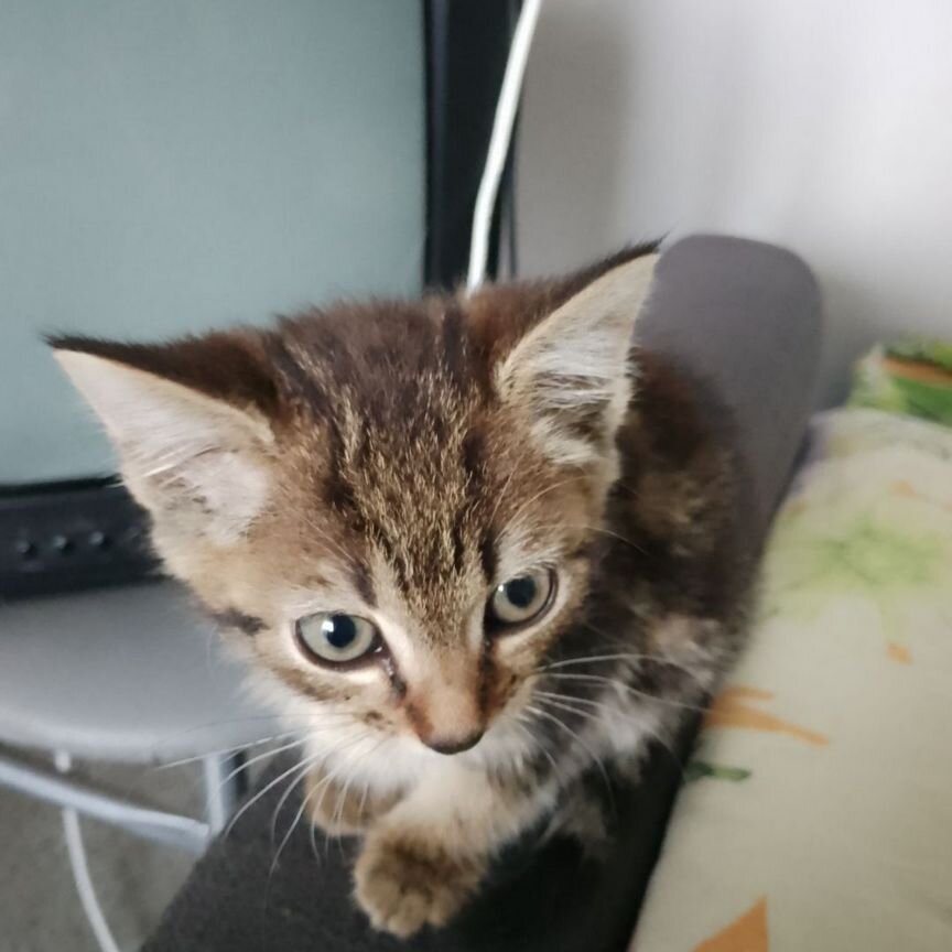 Отдам котенка в добрые руки к лотку приучена