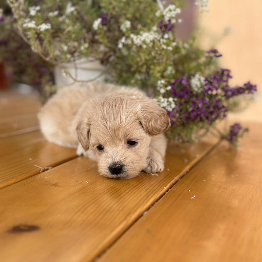 Мальтипу f1 mini