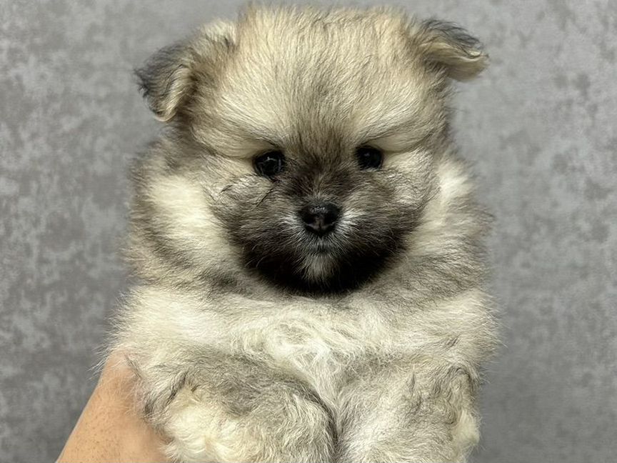 Щенки шпица