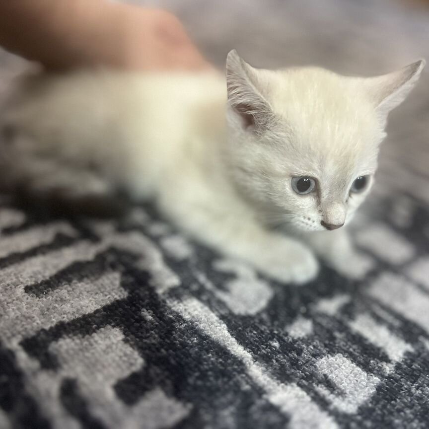 Отдам котенка в добрые руки