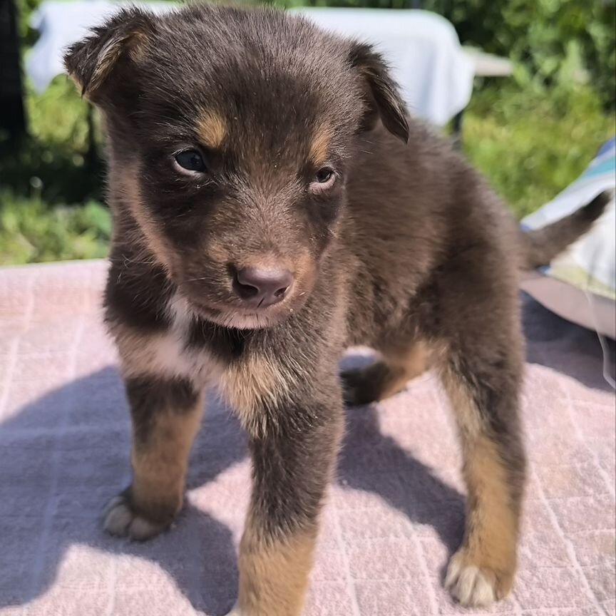 Малыши щенки