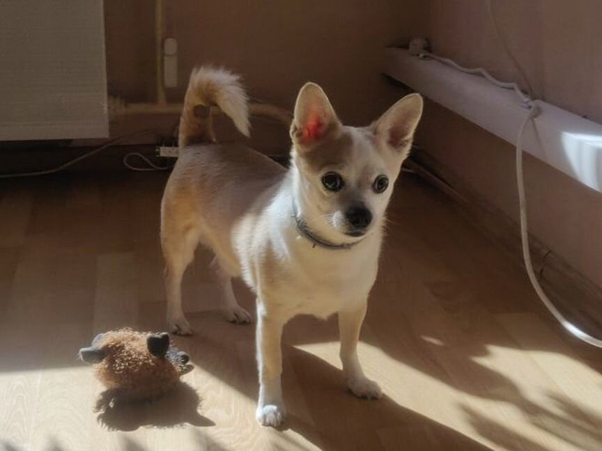 Отдам в добрые руки