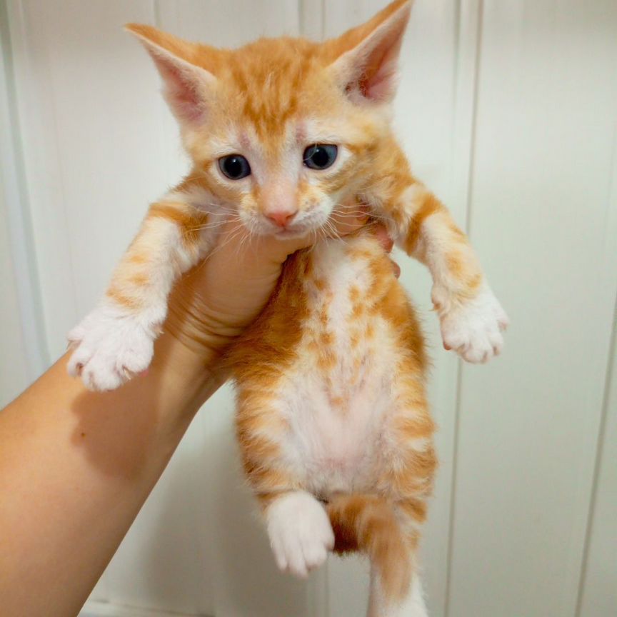 Котята