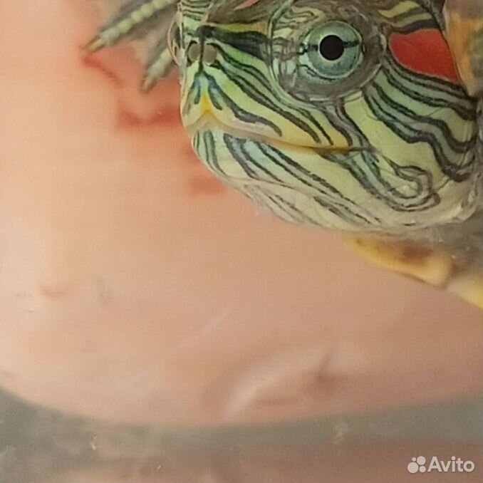 Декоративная красноухая черепаха и контейнер