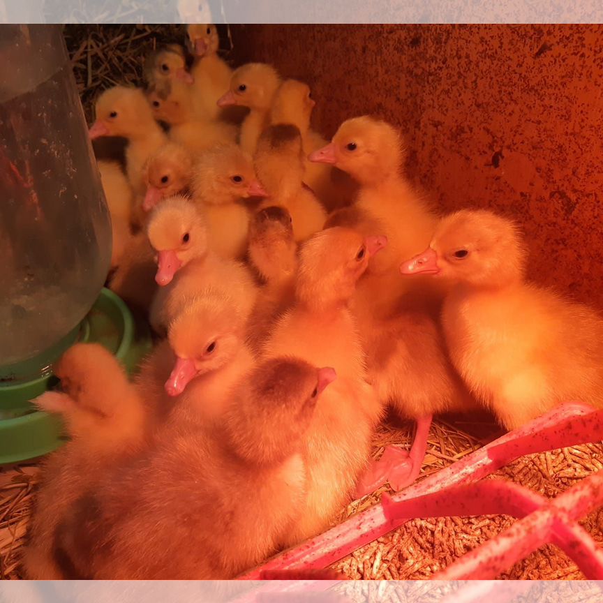 Гусята суточные и подрощенные Губернаторские