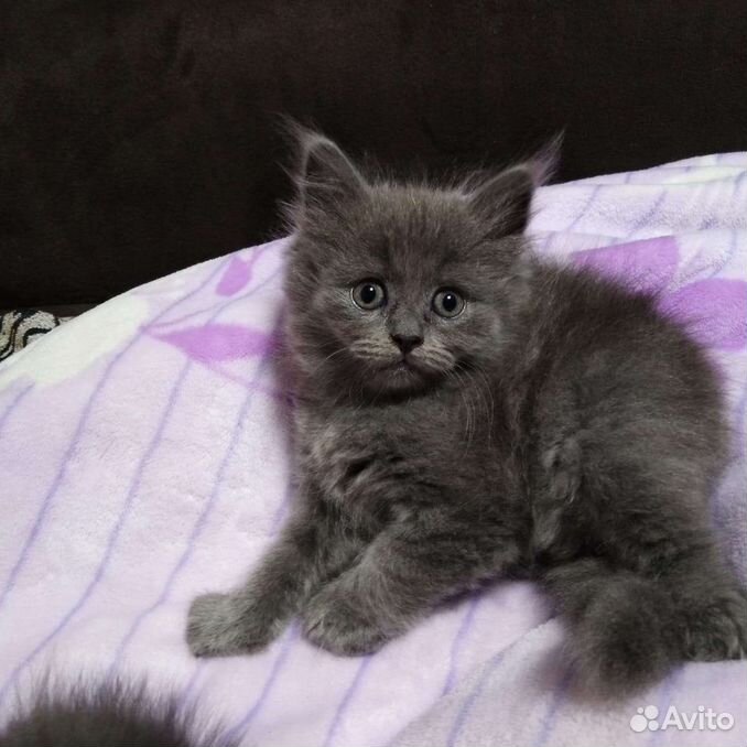 Шотланская вислоухая Кошка
