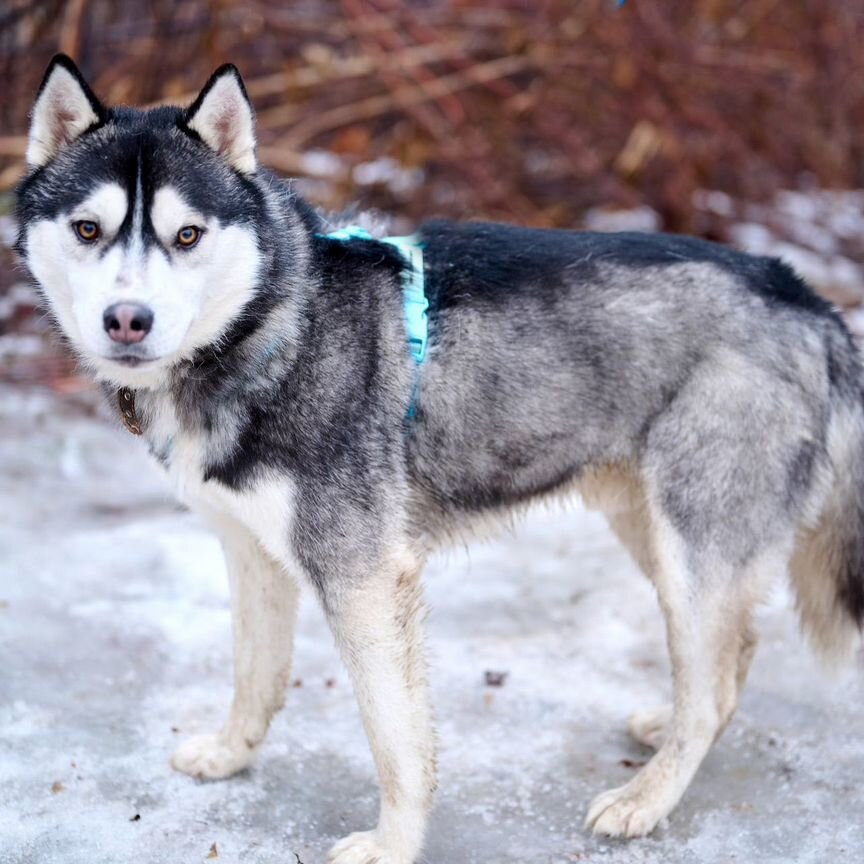 Сибирский хаски в дар