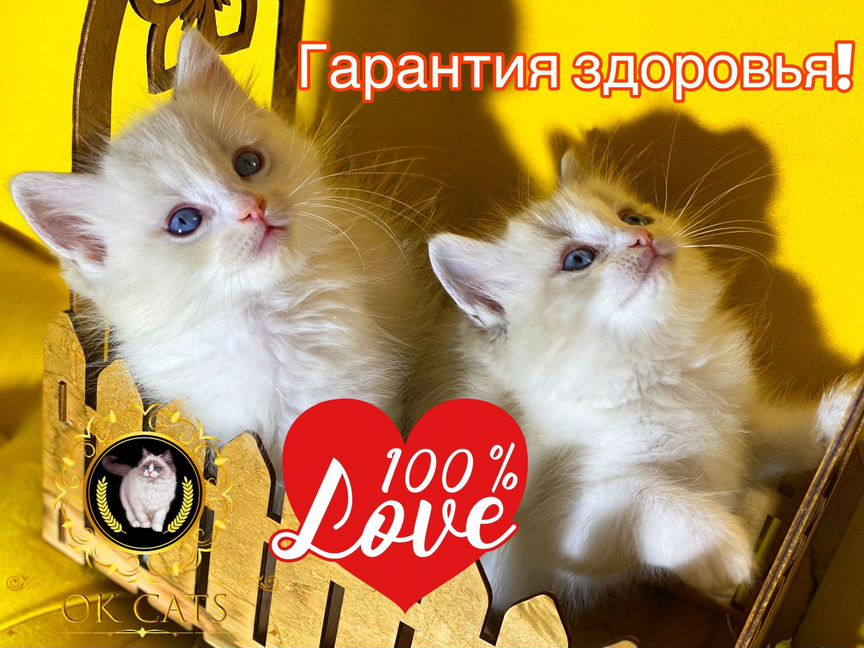 Рэгдолл девочки и мальчики с документами