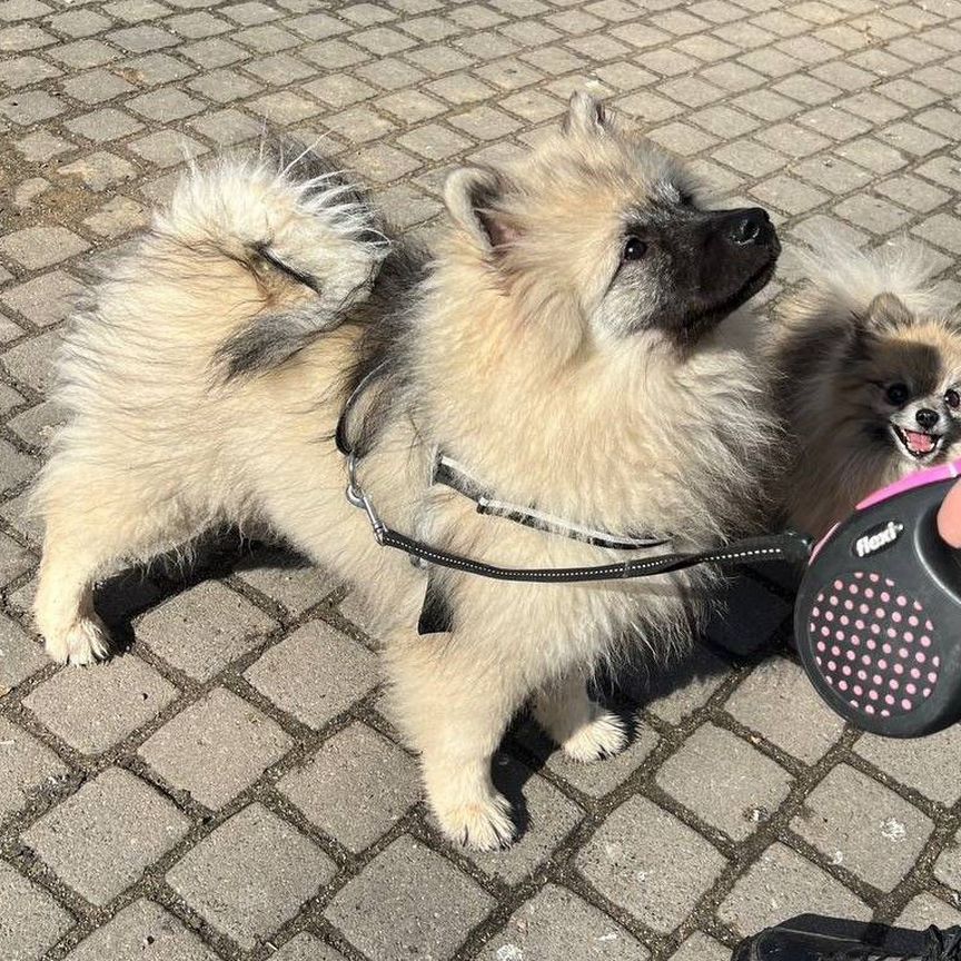 Кеесхонд/ вольфшпиц девочка