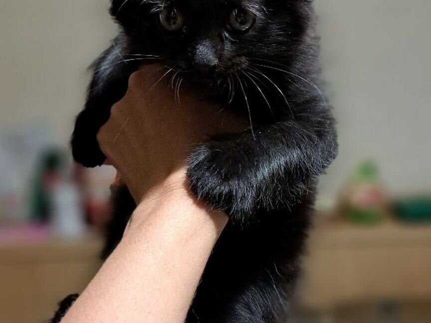 Котенок девочка в добрые руки