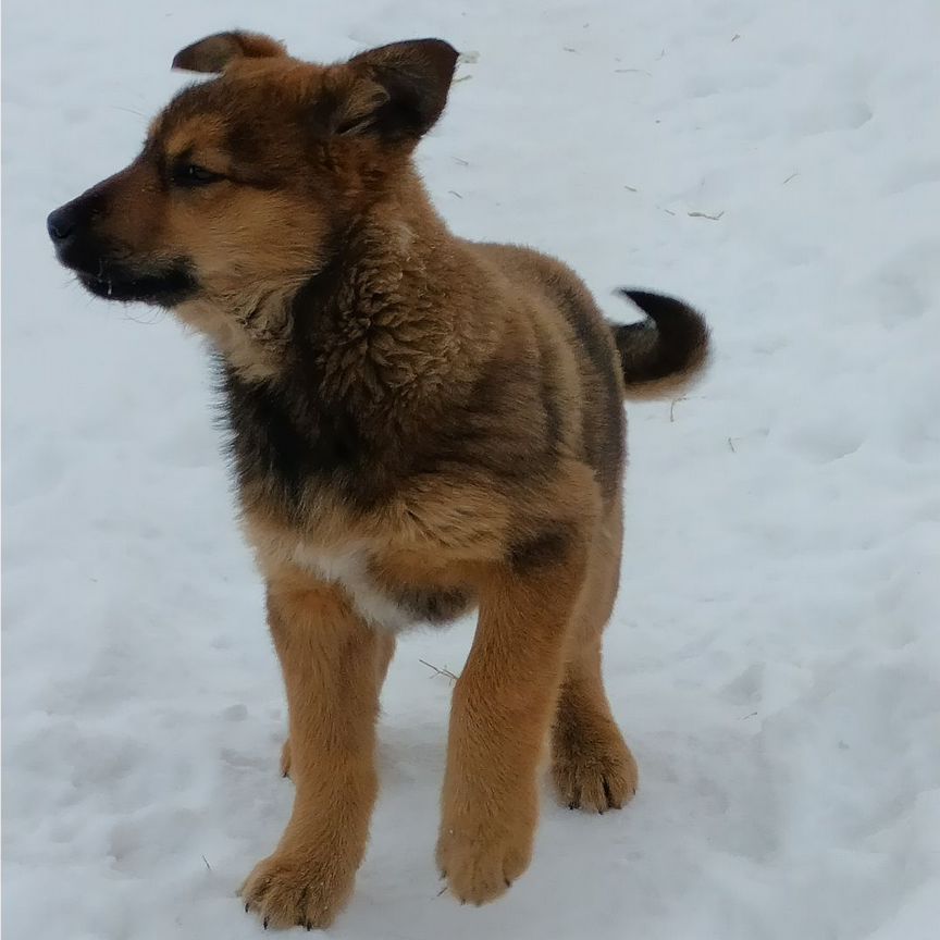 Щенок в добрые руки